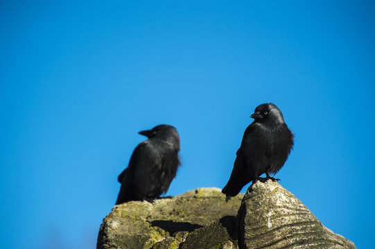 Imágenes de Grajo: descubre bancos de fotos, ilustraciones, vectores y ...