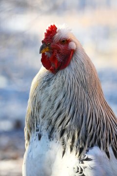 「Riesenhuhn」の画像 - 66 件の Stock 写真、ベクターおよびビデオ | Adobe Stock