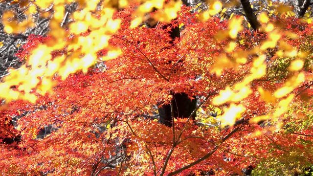 3*277= Stock Videos – 4 HD & 4K Footage Clips | Adobe Stock