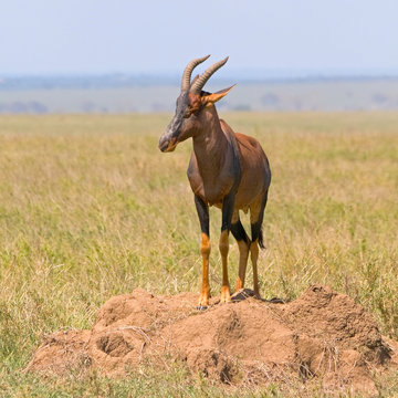 Imágenes de Topi.animal: descubre bancos de fotos, ilustraciones ...