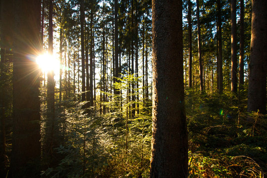 Fichtenwald bilder – Bläddra bland 3,550 stockfoton, vektorer och ...