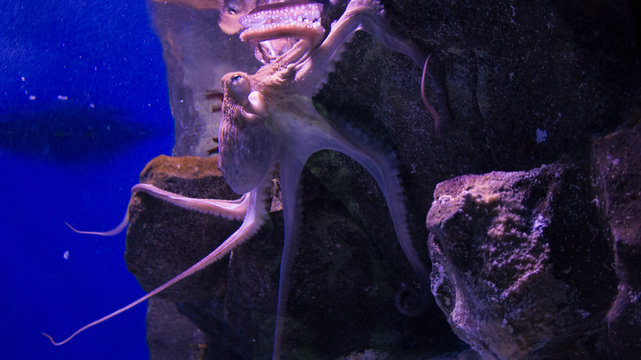 รูปภาพCefalopode – เลือกดูภาพถ่ายสต็อก เวกเตอร์ และวิดีโอ171 | Adobe Stock