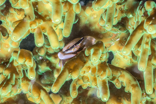 รูปภาพPleocyemata – เลือกดูภาพถ่ายสต็อก เวกเตอร์ และวิดีโอ157 | Adobe Stock