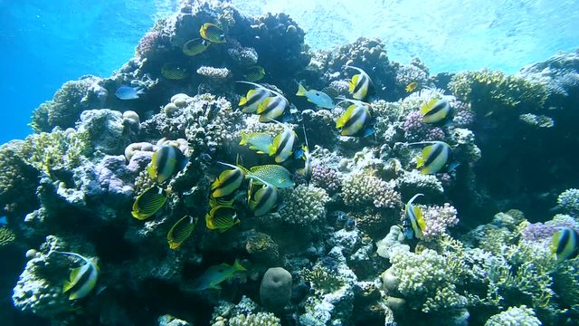 รูปภาพBullfish – เลือกดูภาพถ่ายสต็อก เวกเตอร์ และวิดีโอ22 | Adobe Stock