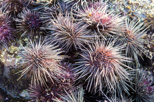 Echinozoa Bilder – Durchsuchen 139 Archivfotos, Vektorgrafiken und ...