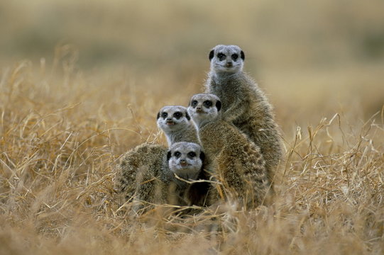 รูปภาพ"Meerkats – เลือกดูภาพถ่ายสต็อก เวกเตอร์ และวิดีโอ81,660 | Adobe ...
