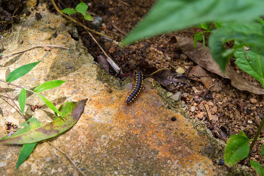 Angtong Images – Browse 61 Stock Photos, Vectors, and Video | Adobe Stock