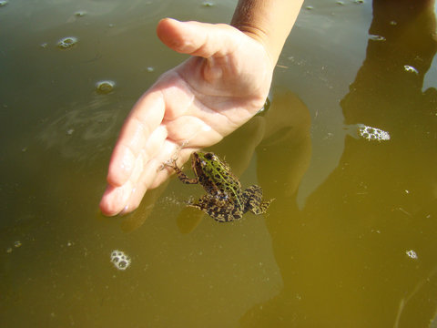 Frog-Wah Images – Browse 4 Stock Photos, Vectors, and Video | Adobe Stock