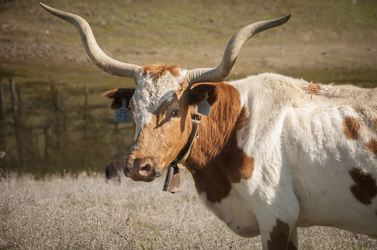 "Longhorn Cattle" Images – Browse 430 Stock Photos, Vectors, and Video ...