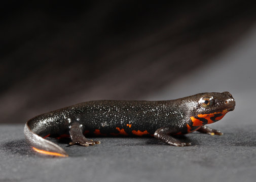 Triton Bilder – Durchsuchen 9,807 Archivfotos, Vektorgrafiken und ...