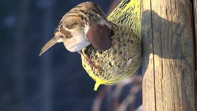 Feldspatzen bilder – Bläddra bland 353 stockfoton, vektorer och videor ...