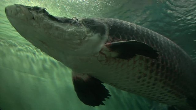 รูปภาพArapaima – เลือกดูภาพถ่ายสต็อก เวกเตอร์ และวิดีโอ641 | Adobe Stock