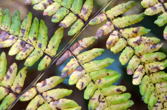 Pteridophyte. Bilder – Durchsuchen 1,841 Archivfotos, Vektorgrafiken ...