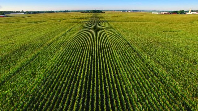 Corn Aerial