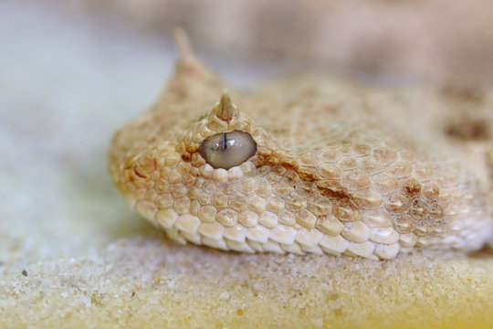 รูปภาพCerastes – เลือกดูภาพถ่ายสต็อก เวกเตอร์ และวิดีโอ4,414 | Adobe Stock