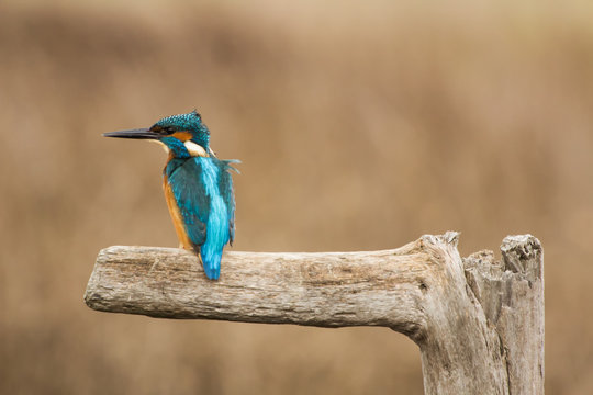 Guarda-Rios Images – Browse 894 Stock Photos, Vectors, and Video ...