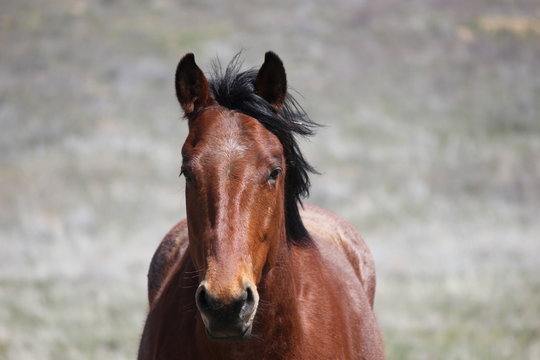 Staredown Images – Browse 315 Stock Photos, Vectors, and Video | Adobe ...