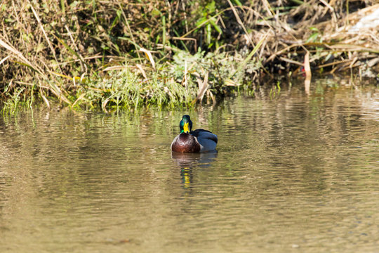 Ducka Images – Browse 10 Stock Photos, Vectors, and Video | Adobe Stock