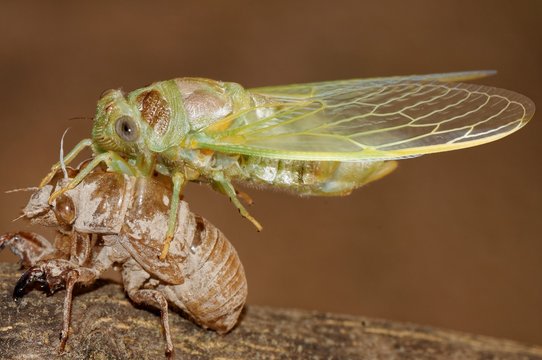 Imágenes de Cigale: descubre bancos de fotos, ilustraciones, vectores y ...