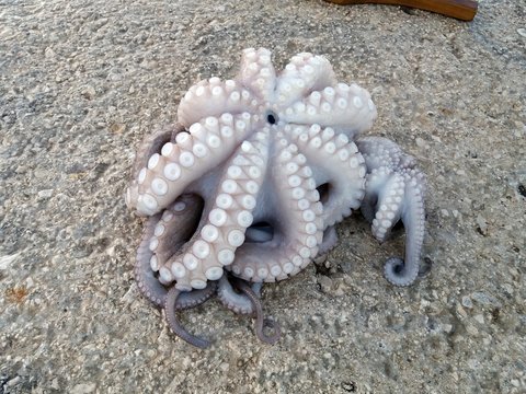 Octopodi Images – Browse 7 Stock Photos, Vectors, and Video | Adobe Stock