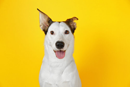 Free Dog Images – Browse 14,393 Free Stock Photos, Vectors, and Video ...