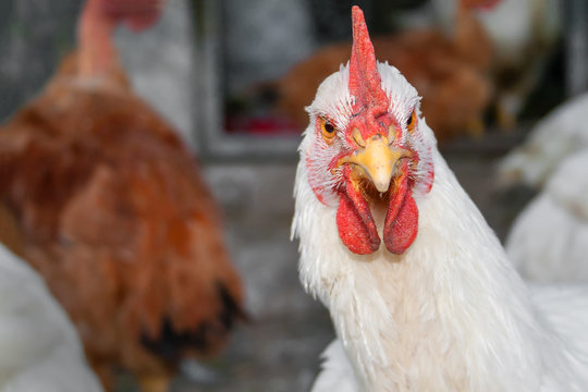 รูปภาพCapon – เลือกดูภาพถ่ายสต็อก เวกเตอร์ และวิดีโอ1,850 | Adobe Stock