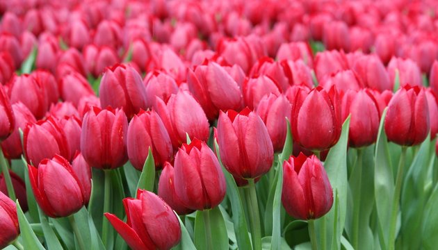 รูปภาพTulipano – เลือกดูภาพถ่ายสต็อก เวกเตอร์ และวิดีโอ2,643 | Adobe Stock