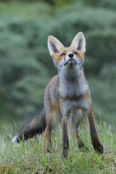 รูปภาพHearing – เลือกดูภาพถ่ายสต็อก เวกเตอร์ และวิดีโอ1,890,029 | Adobe ...