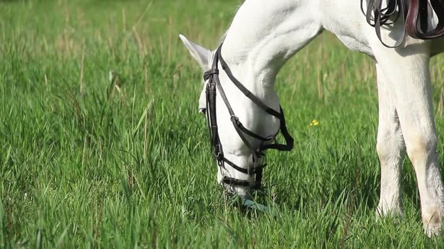 "Horse Eat" Images – Browse 363 Stock Photos, Vectors, and Video ...