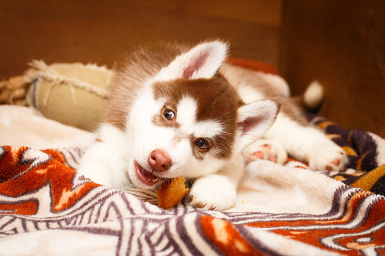 รูปภาพChukchis – เลือกดูภาพถ่ายสต็อก เวกเตอร์ และวิดีโอ2,146 | Adobe Stock