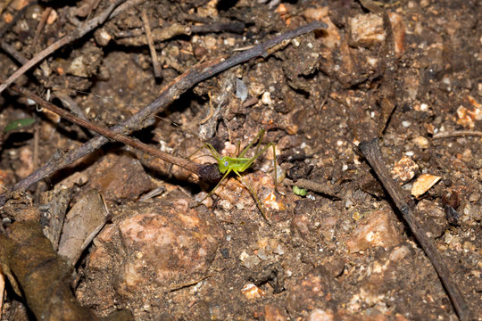 Tarachodes Images – Browse 50 Stock Photos, Vectors, and Video | Adobe ...