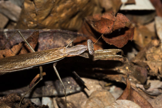 Tarachodes Images – Browse 50 Stock Photos, Vectors, and Video | Adobe ...