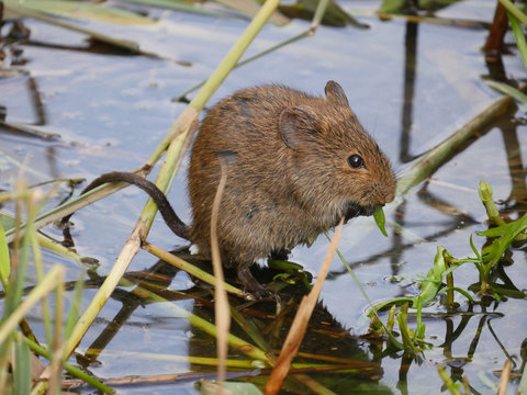 "Water Rat" Images – Browse 1,291 Stock Photos, Vectors, and Video ...