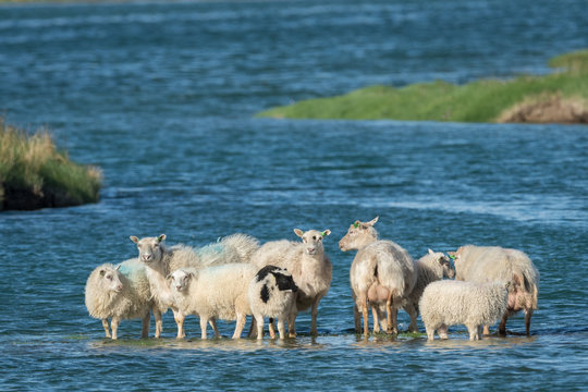 "Sheep In Water" Images – Browse 17 Stock Photos, Vectors, and Video ...