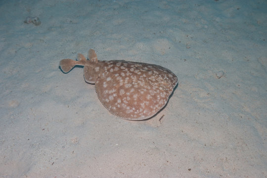 Torpedorochen Images – Browse 4 Stock Photos, Vectors, and Video ...