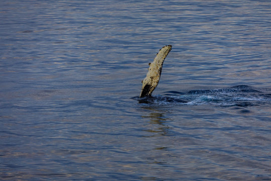 「Seiwal」の写真素材 | 17件の無料イラスト画像 | Adobe Stock