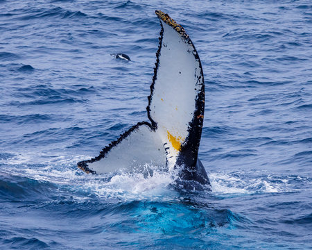 「Seiwal」の画像 - 12 件の Stock 写真、ベクターおよびビデオ | Adobe Stock