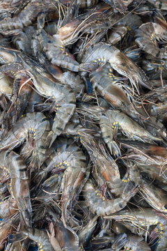 รูปภาพProwns – เลือกดูภาพถ่ายสต็อก เวกเตอร์ และวิดีโอ498 | Adobe Stock