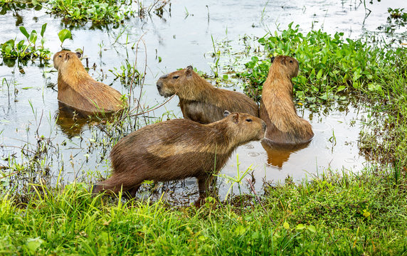 รูปภาพKapybara – เลือกดูภาพถ่ายสต็อก เวกเตอร์ และวิดีโอ163 | Adobe Stock