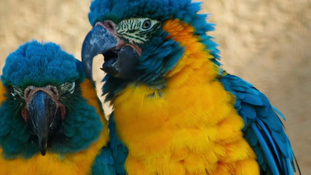 "Blue-Throated Macaw" Images – Browse 437 Stock Photos, Vectors, and ...