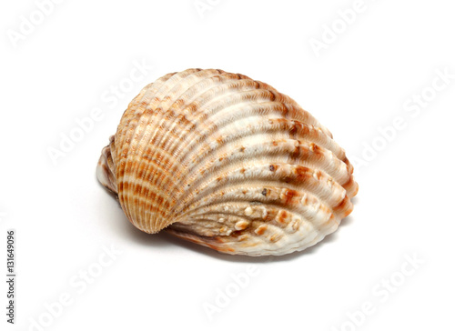 "Einzelne Muschel auf weißem Hintergrund" Stockfotos und lizenzfreie ...