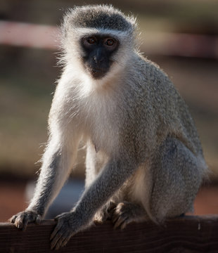 Tumbili - Images et vidéos libres de droits | Adobe Stock