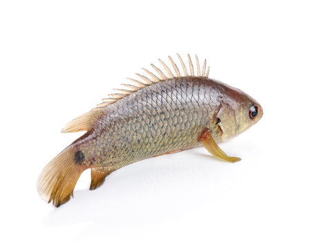 Anabantidae Bilder – Durchsuchen 291 Archivfotos, Vektorgrafiken und ...