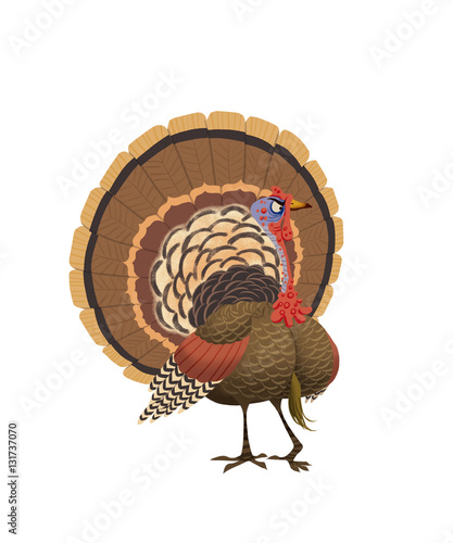 "Wild turkey cartoon character" Stock photo and royalty-free images on ...