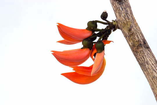 Palash 이미지 – 찾아보기 9,691 스톡 사진, 벡터 및 비디오 | Adobe Stock