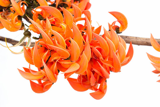 รูปภาพPalash – เลือกดูภาพถ่ายสต็อก เวกเตอร์ และวิดีโอ10,368 | Adobe Stock