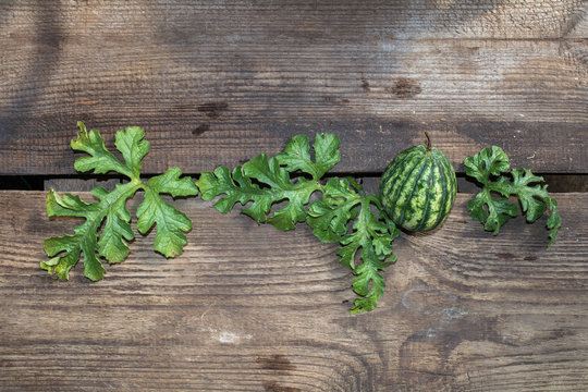"Melon Field" Immagini - Sfoglia 568 foto, vettoriali e video Stock ...