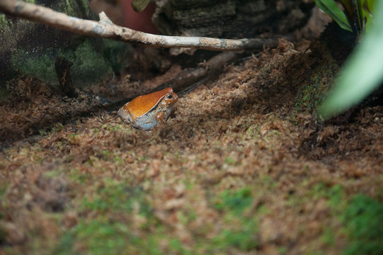 「Urodeli」の写真素材 | 15件の無料イラスト画像 | Adobe Stock