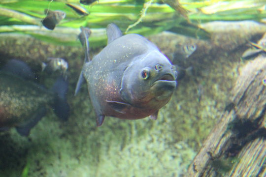 「Piranja」の写真素材 | 18件の無料イラスト画像 | Adobe Stock