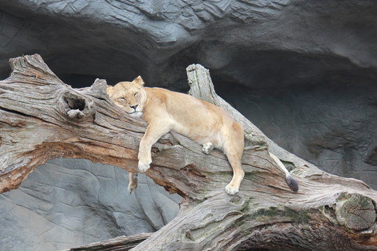 รูปภาพSimba – เลือกดูภาพถ่ายสต็อก เวกเตอร์ และวิดีโอ1,990 | Adobe Stock